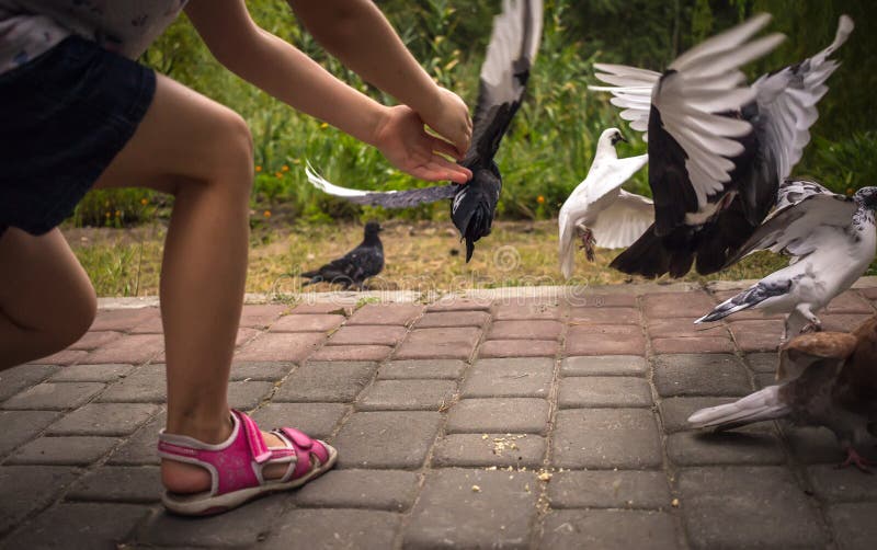 Girl Catches Pigeons in the Park Stock Image - Image of catch, pigeon ...