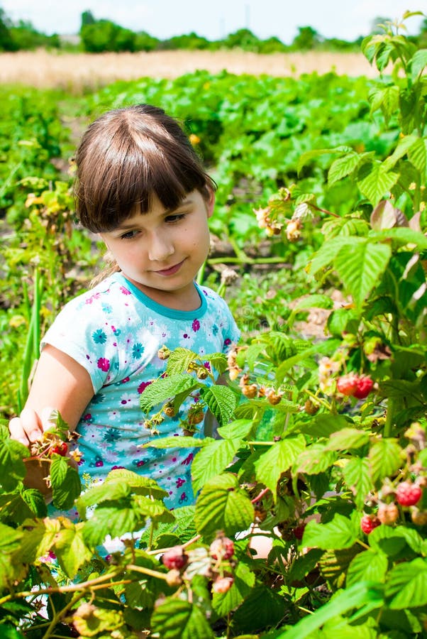 Girl collects raspberries stock photo. Image of hand - 73905672