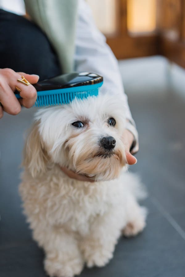 Girl combing a dog stock photo. Image of veterinary - 244415660