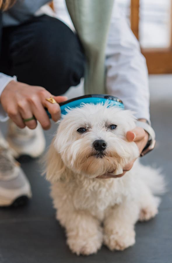 Girl combing a dog stock photo. Image of animal, mammal - 244415664