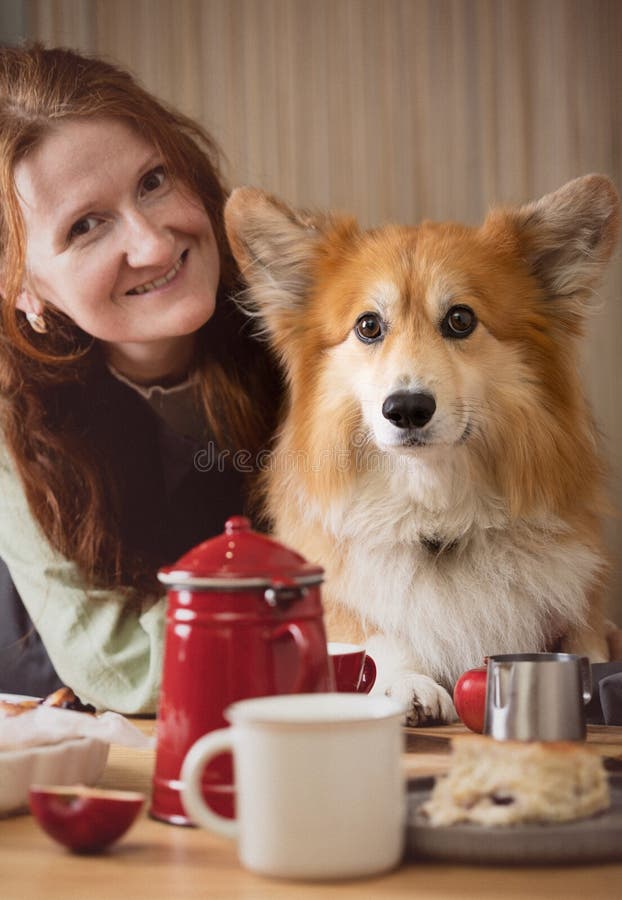 Girl and Corgi Dog Posing in the Kitchen Stock Photo - Image of ...