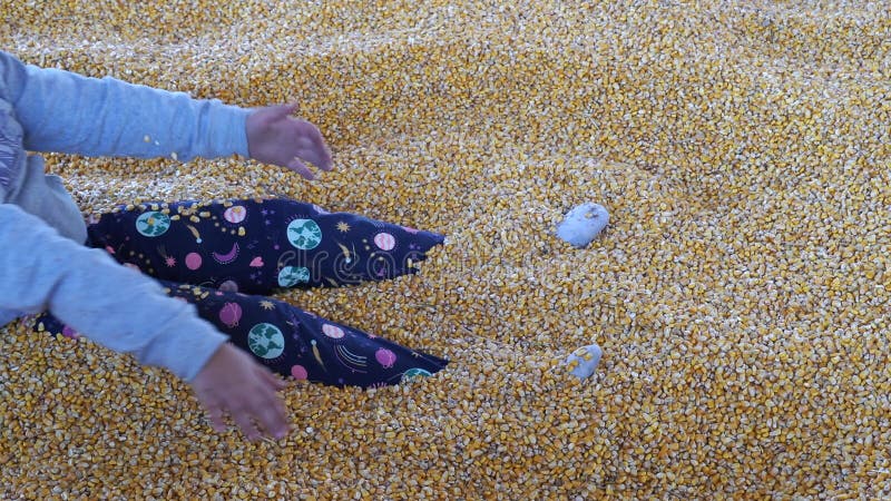 Girl in Corn Pit stock video. Video of autumn, agribusiness - 259221951