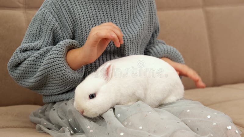 A Girl in Easter Ears Strokes a White Fluffy Rabbit Sitting on Her Lap ...