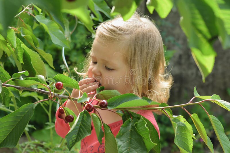 Girl Eating Red Cherries from Tree Stock Image - Image of childhood ...