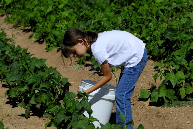 Girl on the Farm stock image. Image of young, crops, produce - 3399319