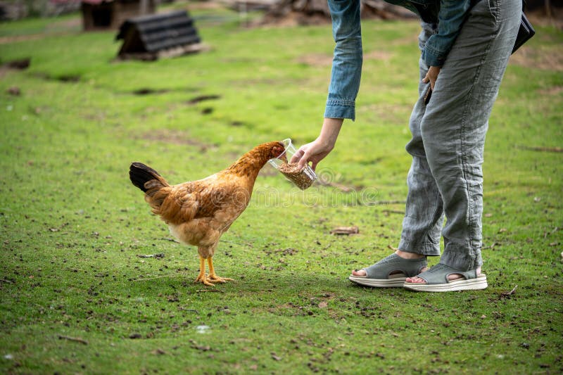 Girl Feeding Chicken with Grain from a Plastic Cup on Farm Stock Image ...