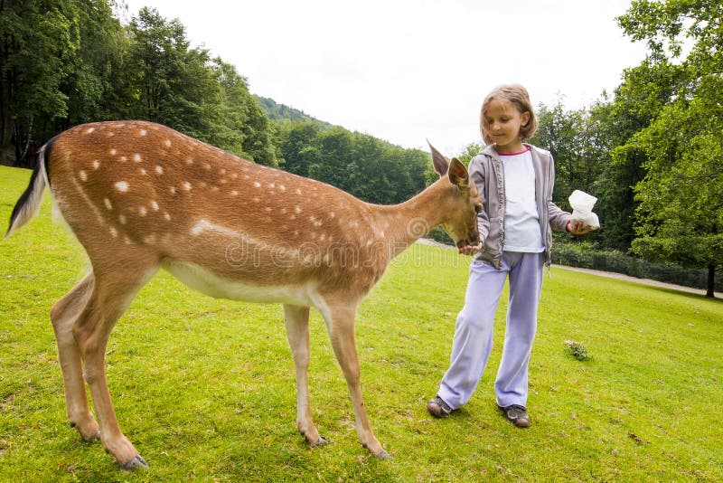 Girl Feeding Roe stock photo. Image of animal, grass - 80982324