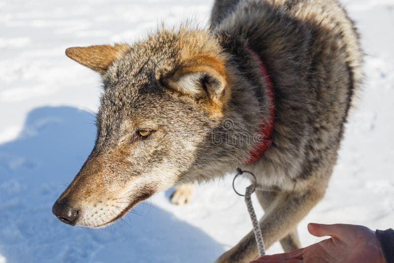 The Girl Feeds from the Hands of the Wild Gray Wolf Stock Photo - Image ...