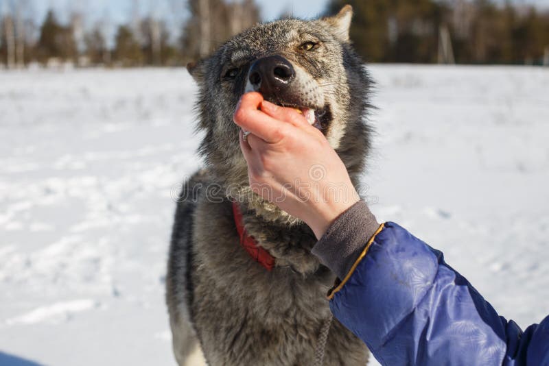 Man giving a wolf whistle stock photo. Image of attractive - 30657010