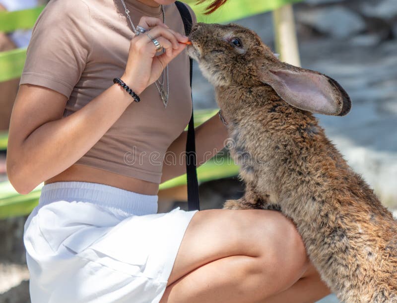 A Girl Feeds a Rabbit on a Farm Stock Photo - Image of brown, childhood ...
