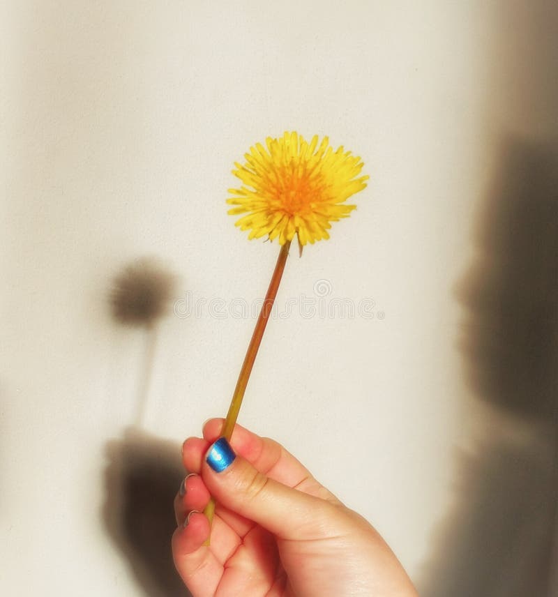 Girl and Flower Power Shadow Stock Image - Image of produce, lighting ...