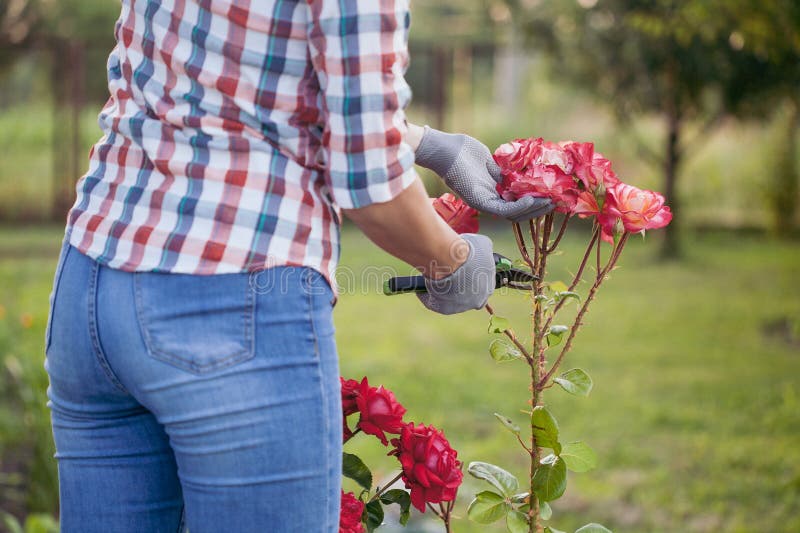 Girl Gardener Prunes Diseased And Withered Roses In The Garden With Secateurs Stock Image