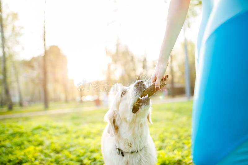 Girl Giving Labrador Dog Stick Stock Image - Image of faithful, friend ...