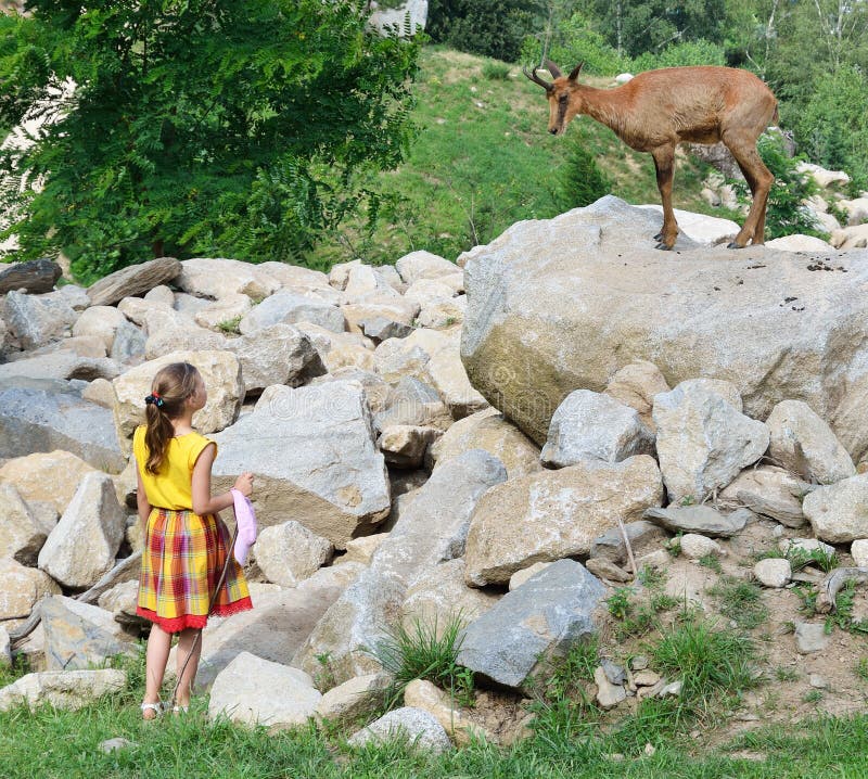 A girl and a goat antelope stock photo. Image of caprid - 28763744