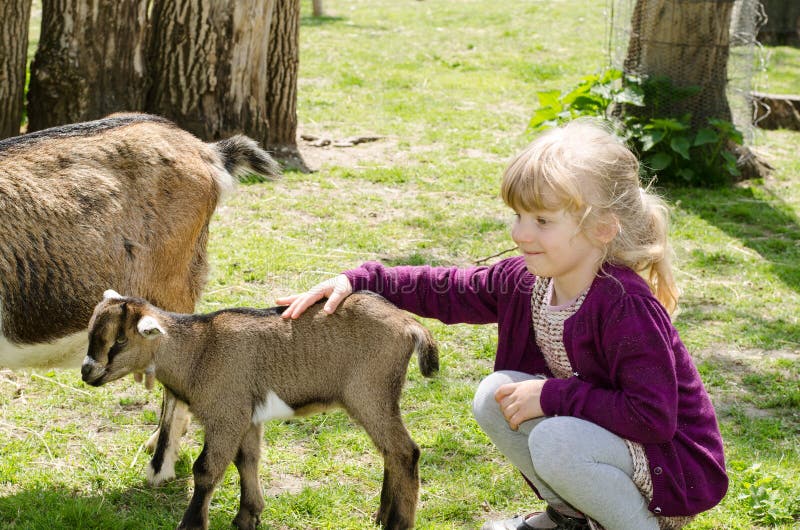 Girl and goats stock photo. Image of girl, outdoor, goat - 54599746