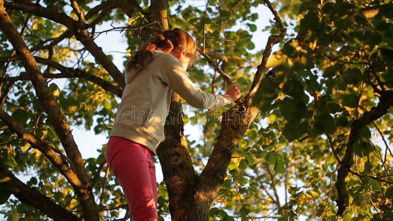 Girl goes down from tree stock video. Video of playful - 77293049