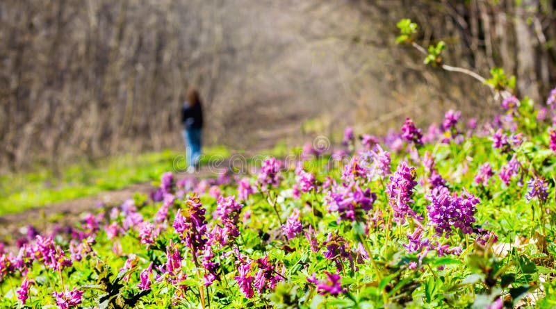 The Girl Goes by the Forest Road among the Thickets of Spring Flowers ...
