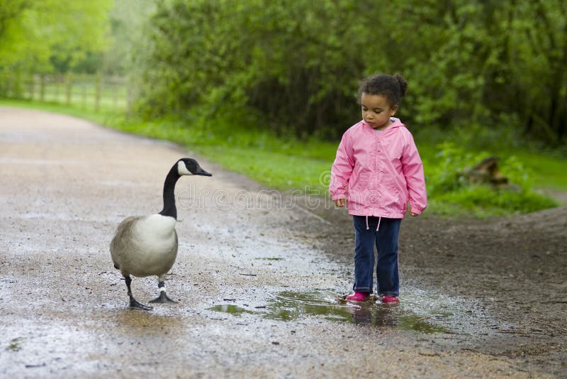 Girl and goose stock photo. Image of avian, countryside - 783592