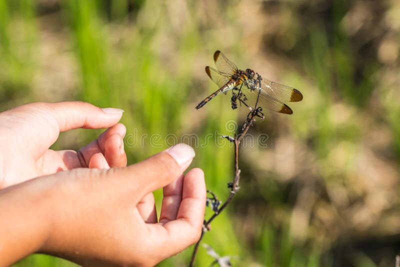 Girl Hand and Dragonfly in the Morning Stock Image - Image of girl ...