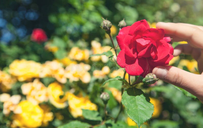 Girl hand holding red rose stock photo. Image of fresh - 153346498