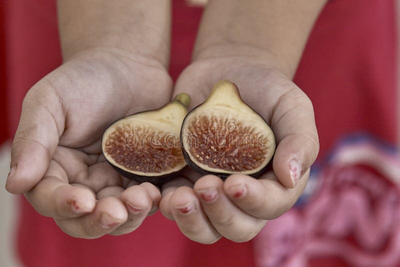Girl Hand Holding a Sliced Fig Stock Image - Image of exotic, macro ...