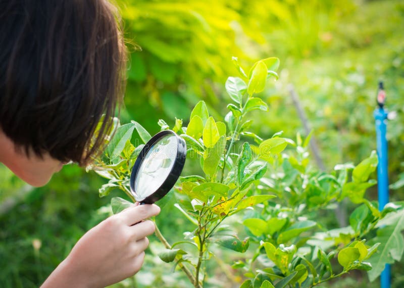 Girl Hand Looking for Insect Stock Photo - Image of pretty, young: 58898084