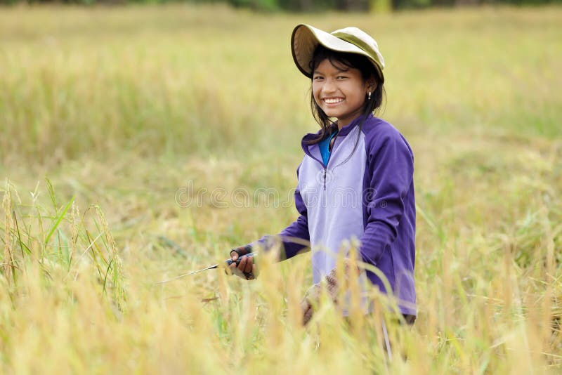 Girl harvesting rice stock photo. Image of countryside - 29139964