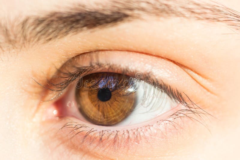 Girl Hazel Eye stock image. Image of ball, arteries, eyelash - 26983649