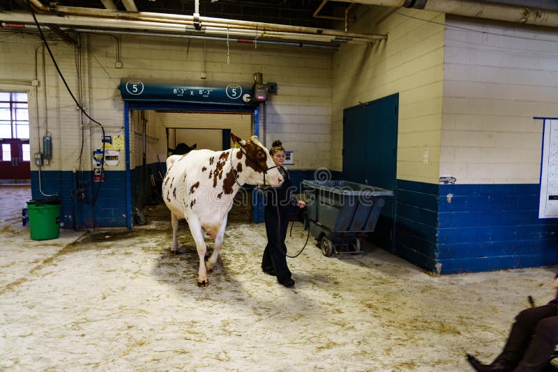 Girl And Her Cow Editorial Photography Image Of People 136362262