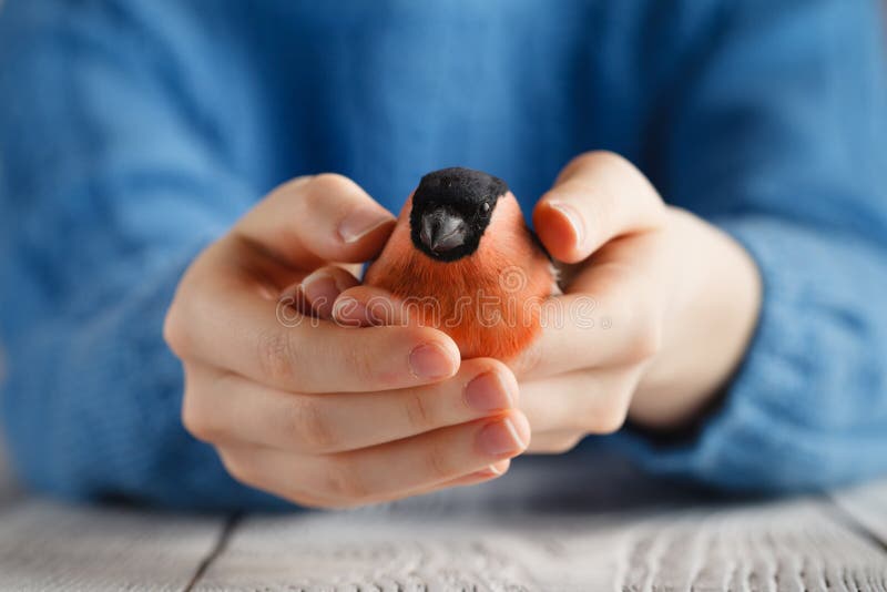 Girl Hold Bullfinch Bird in Hands Stock Photo - Image of hold, wildlife ...