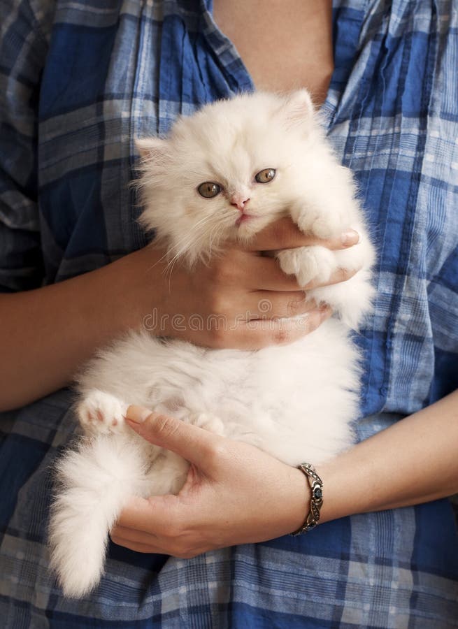 Girl holding cat stock image. Image of kitten, bonding - 35794721