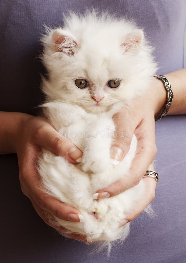 Girl holding cat stock image. Image of kitten, bonding - 35794721