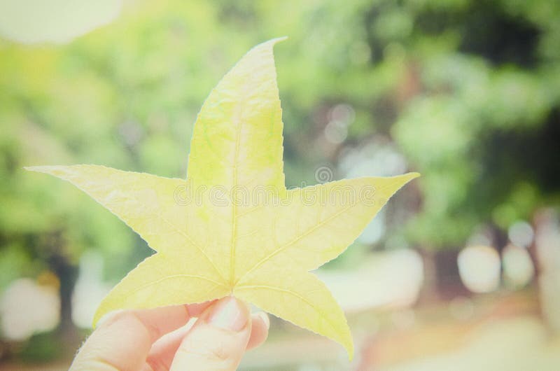 Girl holding maple leaf stock image. Image of holding - 84503647