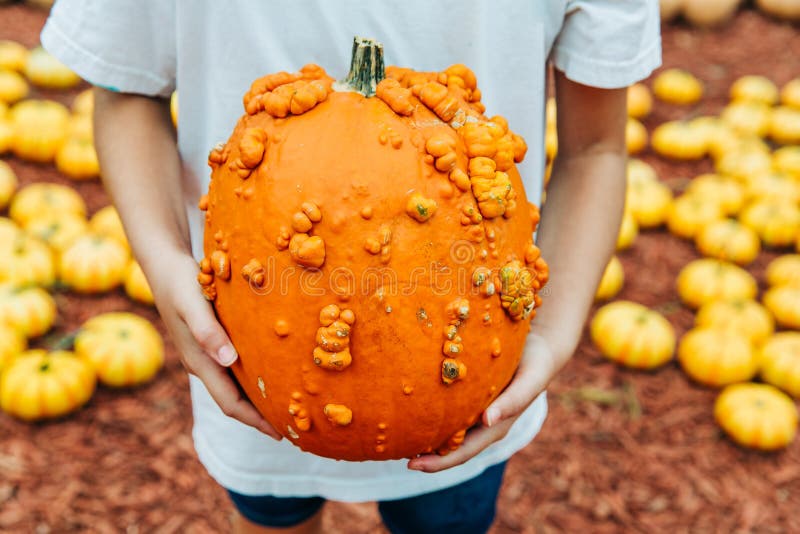 Bumpy pumpkin skin stock photo. Image of agriculture - 10678010