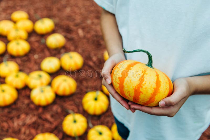 Girl Holding Medium Sized Bumpy Pumpkin Stock Photo - Image of fresh ...