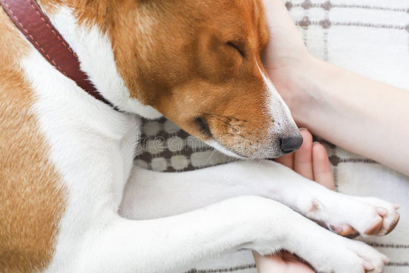 Girl Holding Paws and Dog Head. Basenji Dog. Stock Image - Image of ...