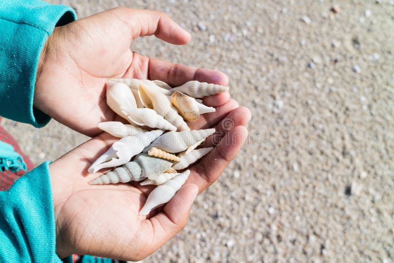 625 Hands Holding Sea Shells Stock Photos - Free & Royalty-Free Stock ...