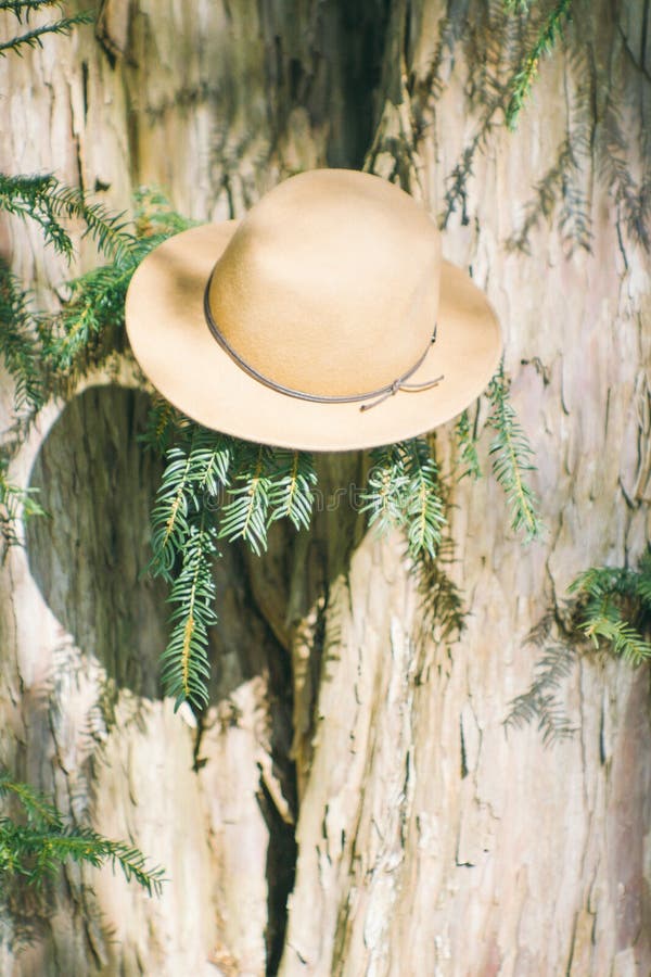 Hat on a tree stock image. Image of womens, tree, girl - 100261357