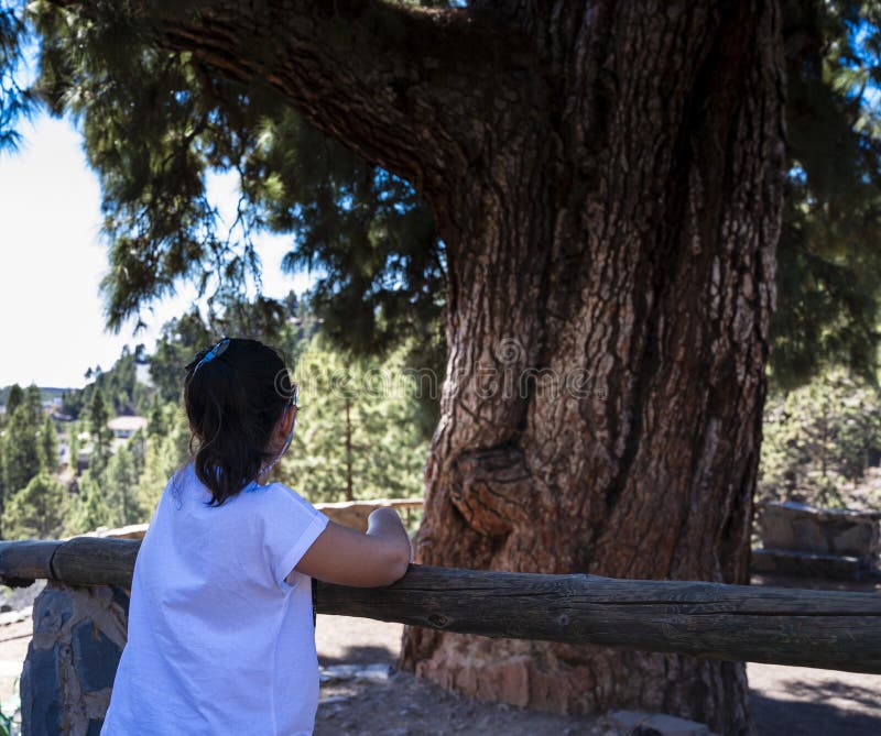 A Girl Looking at the Centenary Pine Tree of Vilaflor Stock Photo ...
