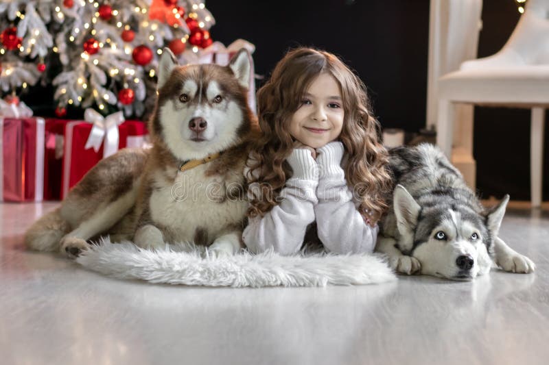 Happy New Year Dogs 2026 Stock Photos - Free & Royalty-Free Stock ...