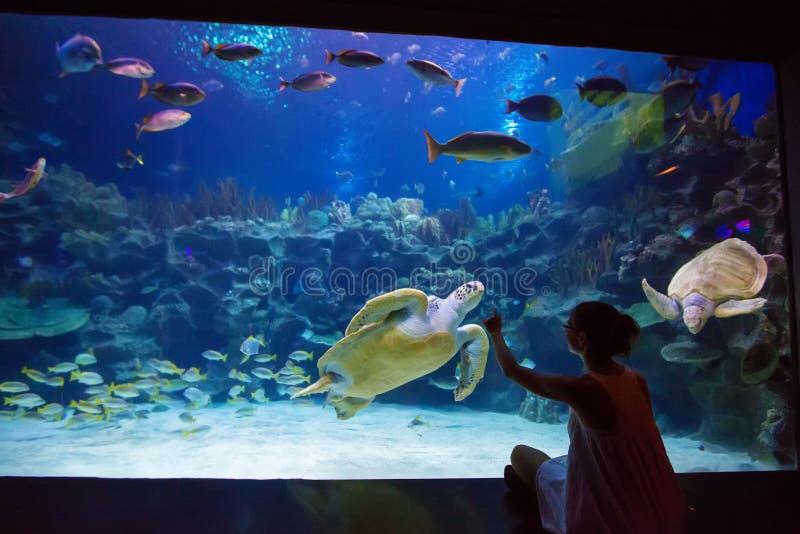 Girl Observing Fish at Aquarium Stock Photo - Image of water, school ...