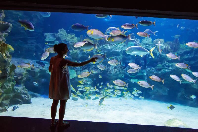 Girl Observing Fish at Aquarium Stock Photo - Image of fish, animals ...