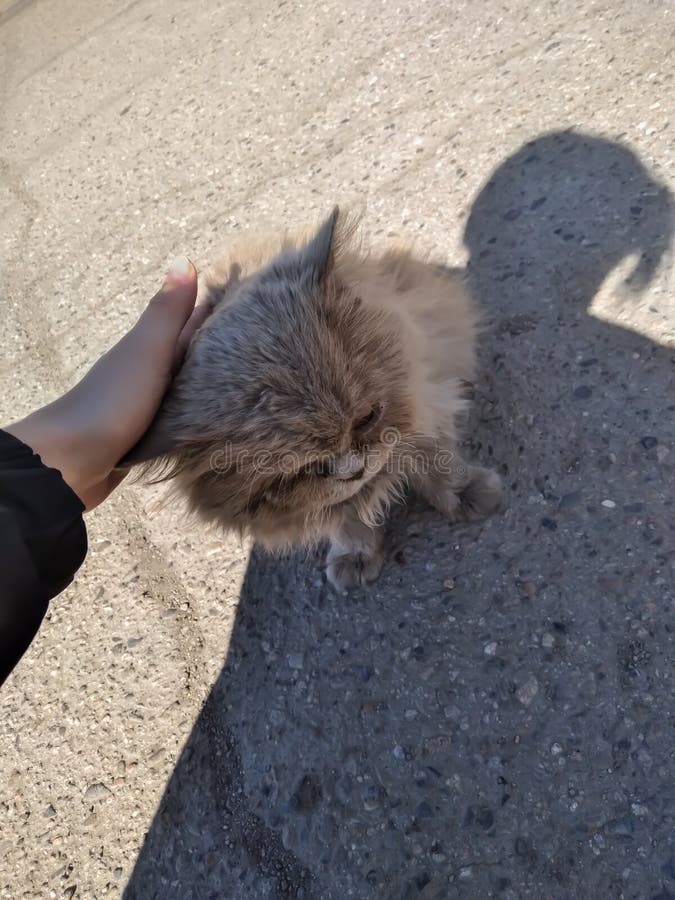 Girl Petting Old Beige Cat, Shadow of the Girl Stock Photo - Image of ...