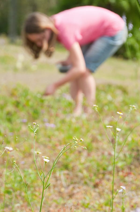 Girl picking berries stock image. Image of collecting - 19214657