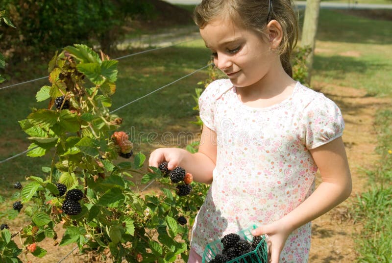 Child picking blackberries stock image. Image of child - 15350675