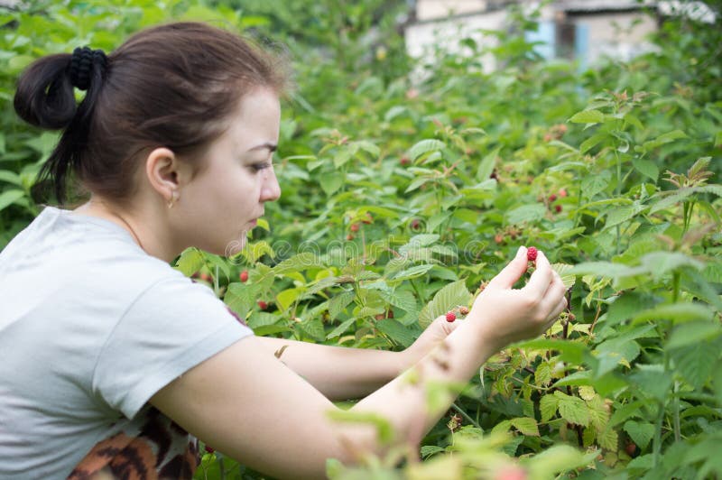 Girl picks raspberries stock image. Image of portrait - 56458949