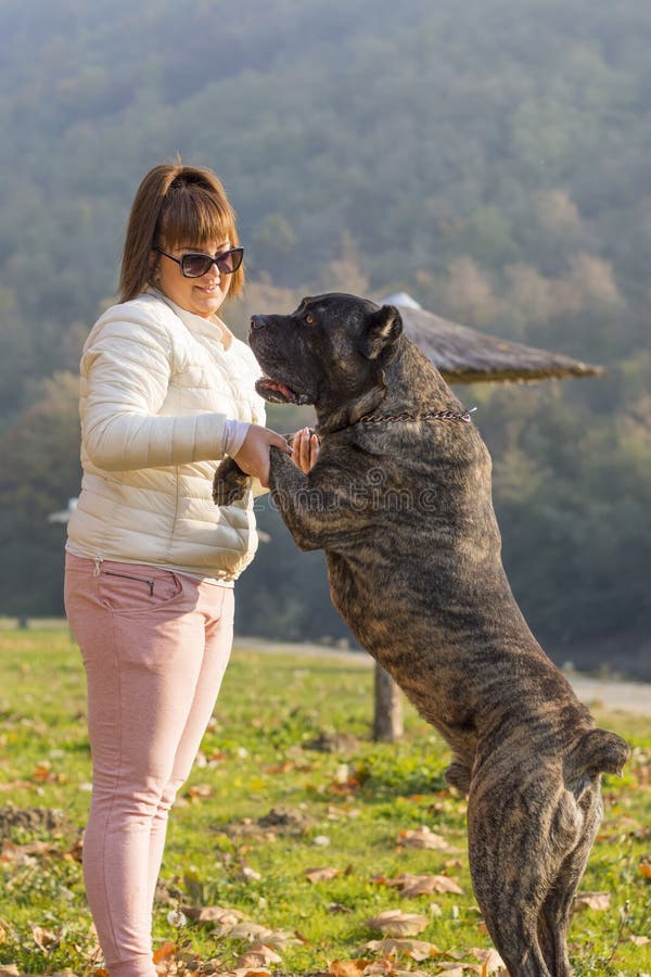 Girl and Her Cane Corso Dog Enjoying Sunny Day Stock Image - Image of ...