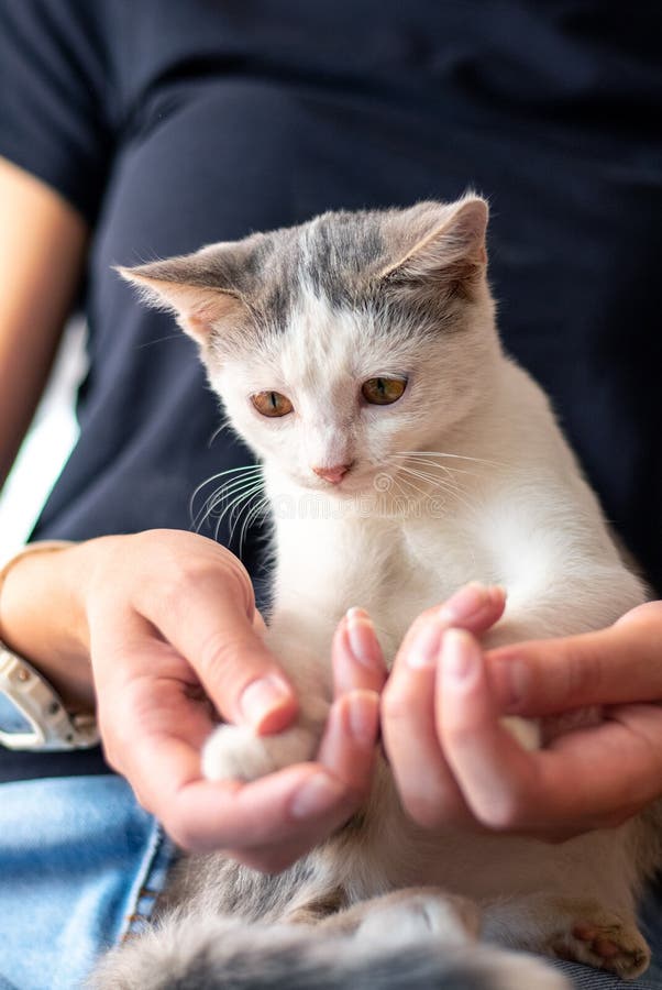 The Girl is Playing with a Kitten, Holding a Kitten`s Paws Stock Photo ...