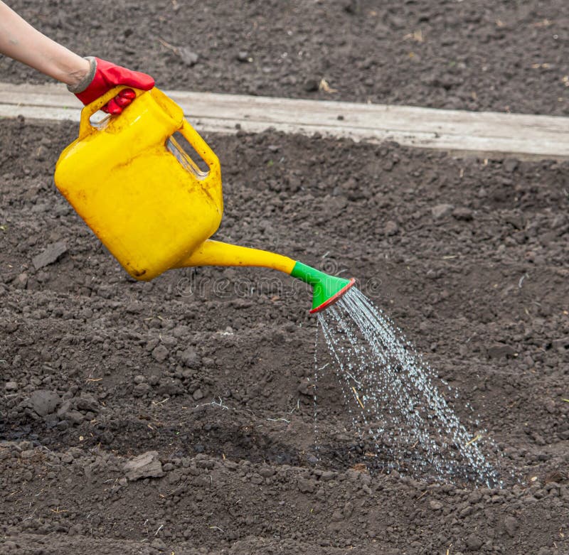 A Girl Pours Water from the Watering Can of the Ground Stock Image ...