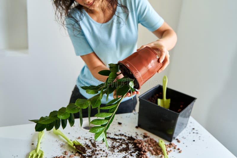 The Girl is Pulling a Flower Out of the Pot for Transplanting into a ...